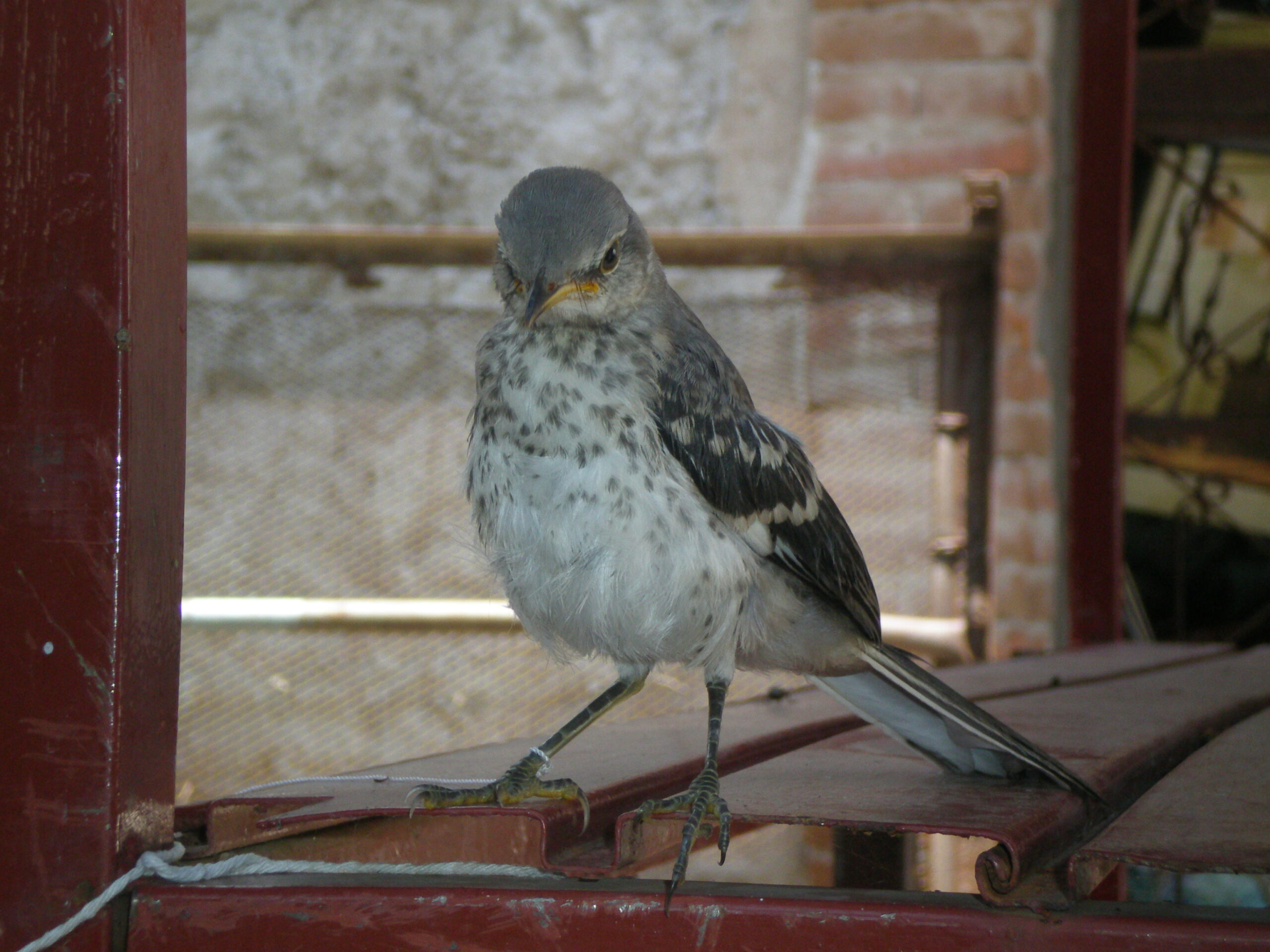 Descubre cuánto tarda en cantar un cenzontle y sorpréndete con su ...