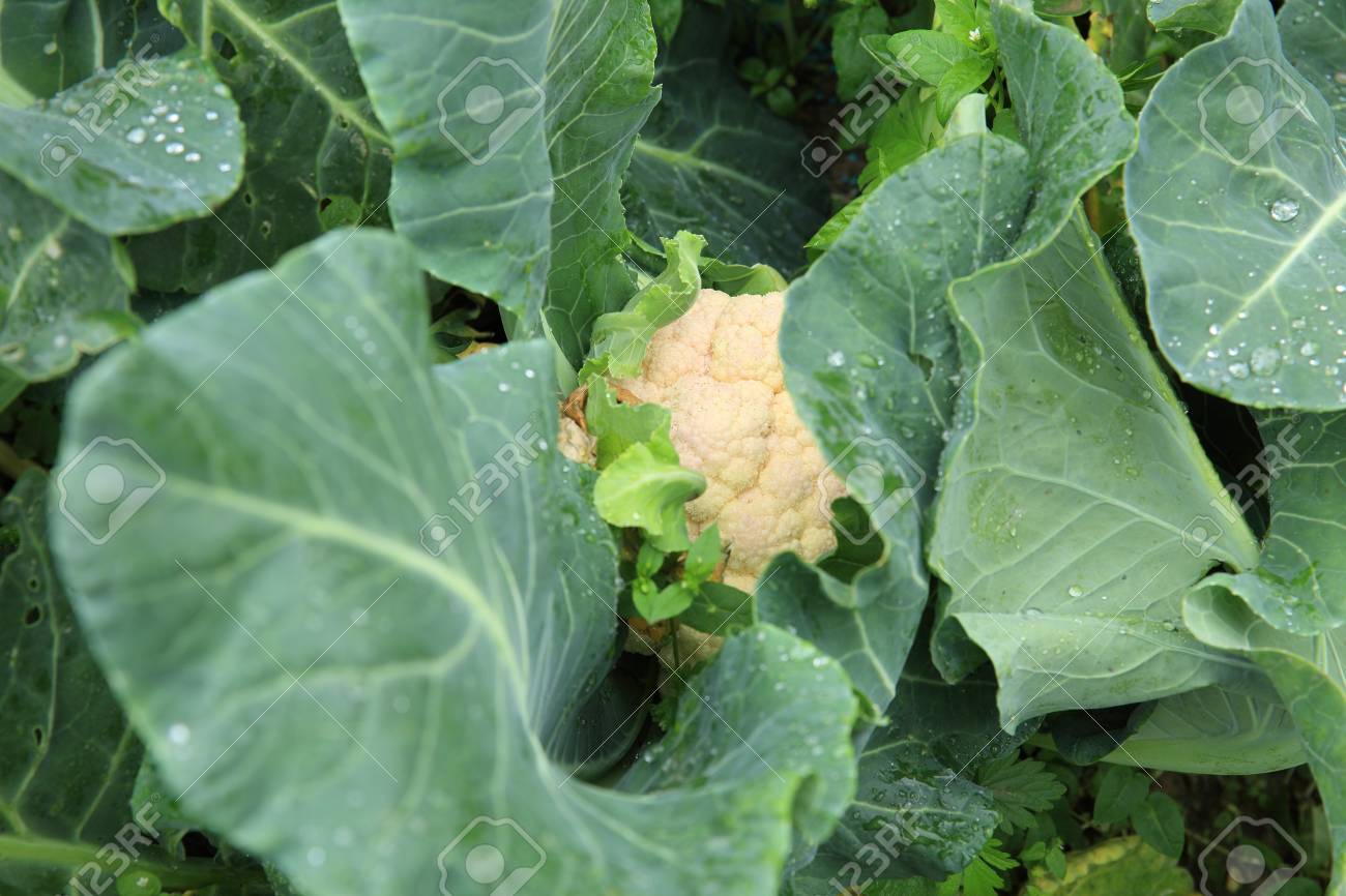 Cuándo plantar coliflor en Chile: consejos indispensables para asegurar ...