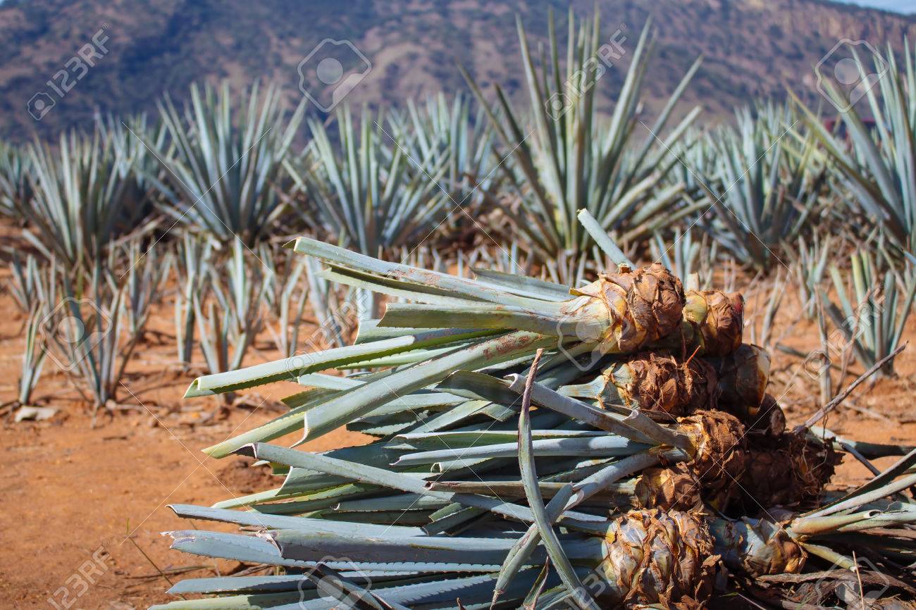Descubre el sorprendente peso de una piña de agave de 4 años: ¡una ...