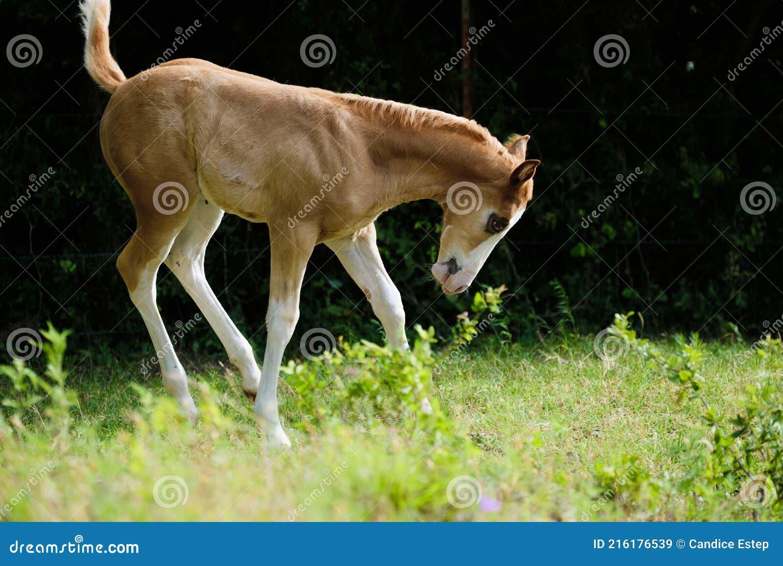 Edad de Potro de Acapulco Shore: Descubre cuántos años tiene y ...