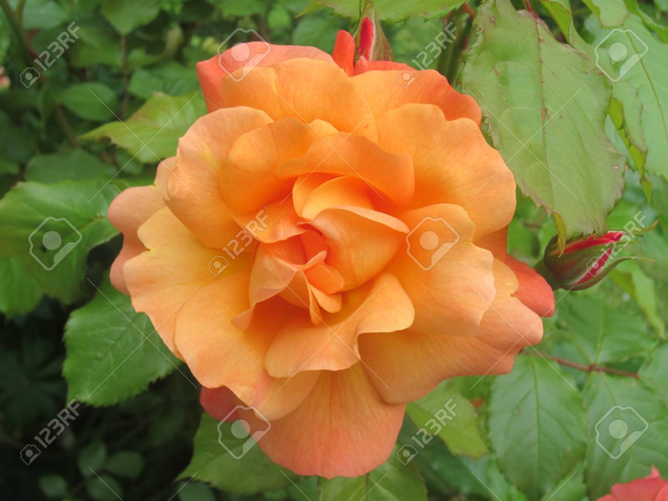 Cómo plantar un rosal sin raíces y lograr un jardín floreciente con ...