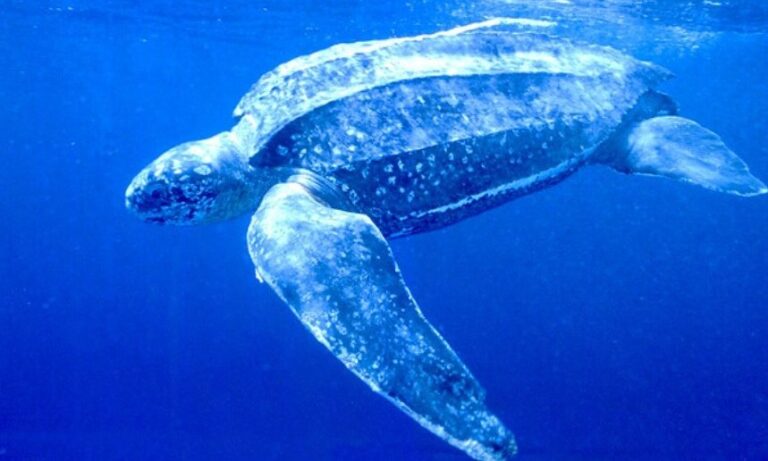 Descubre el sorprendente tamaño de la tortuga caguama: datos ...