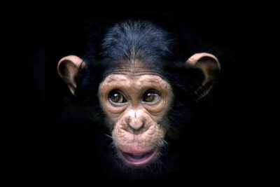 Cómo entender la visión de este increíble chango: datos y curiosidades ...