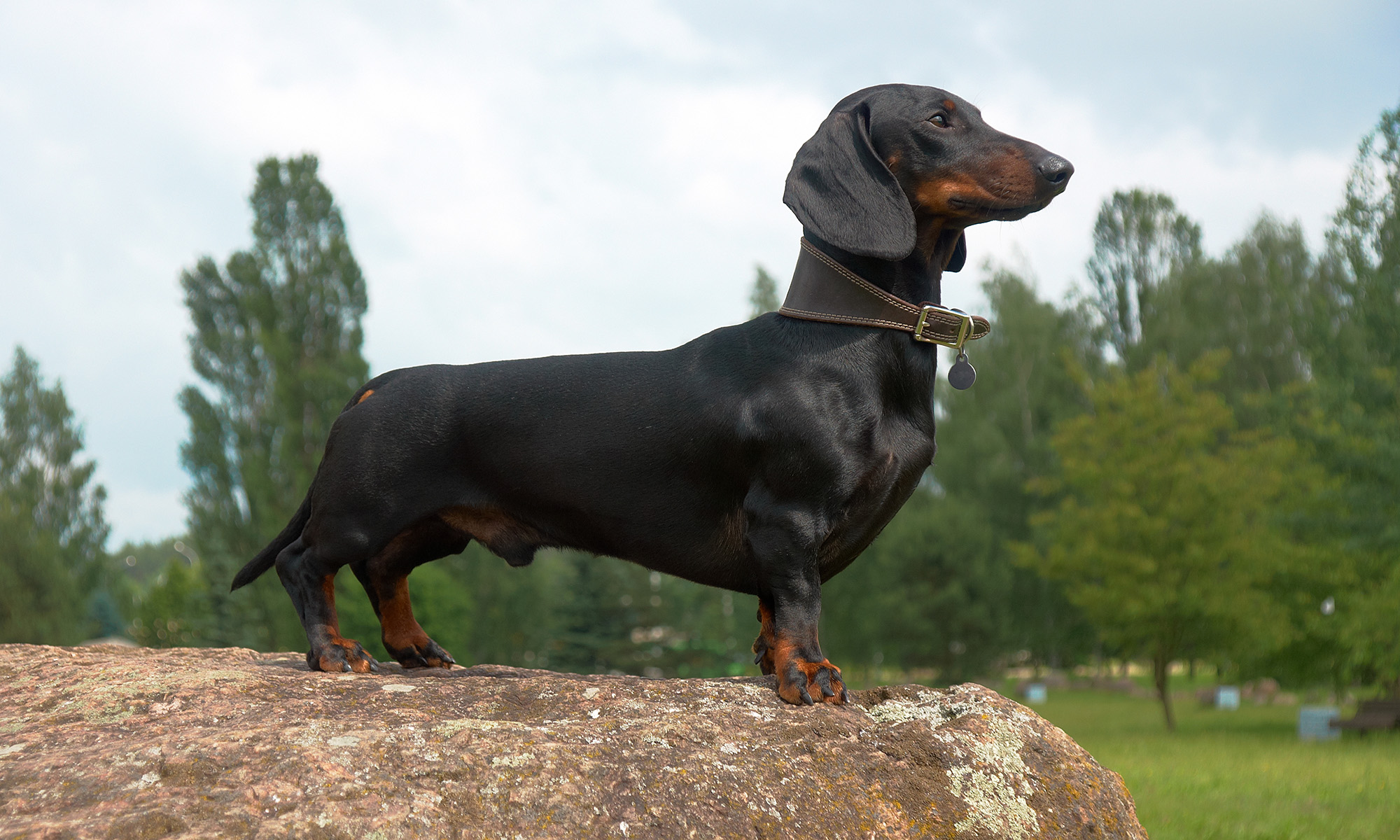 Descubre cómo identificar si tu perro salchicha es auténtico ¡Consejos ...
